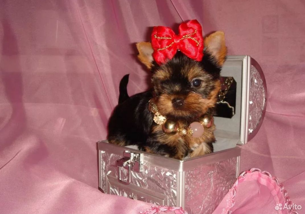 Гламурные Йоркширчики Бэби Фейс