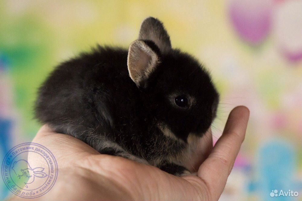 Декоративный крольчонок - домашний любимец