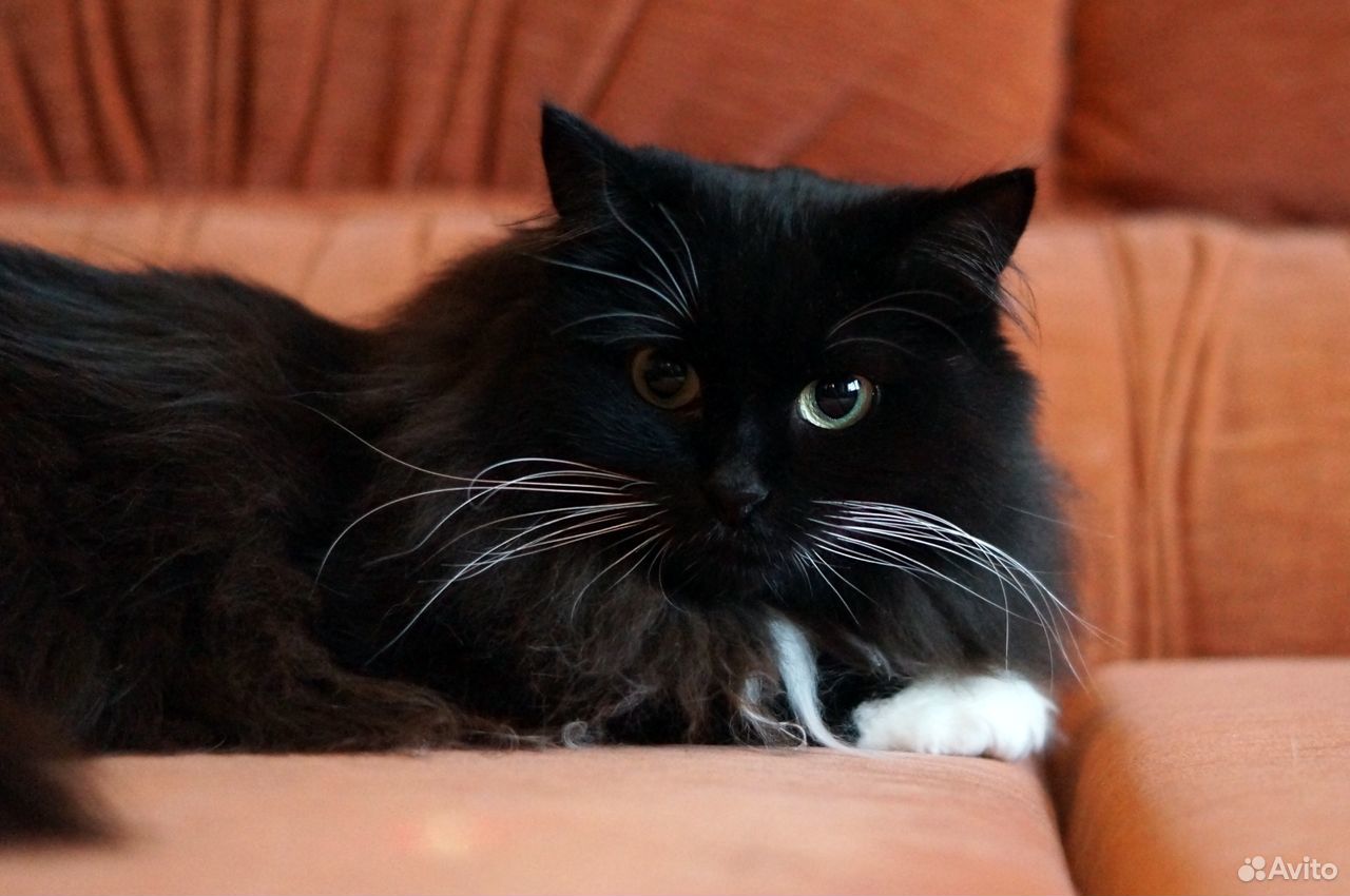 Маргоша, кошечка, примерно 2-3 года