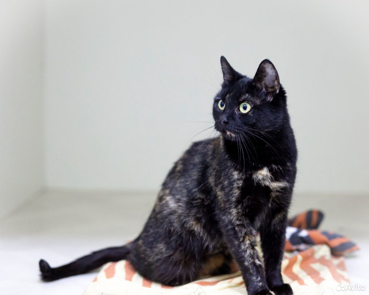 Красивая черепашковая кошечка в дар 7 мес