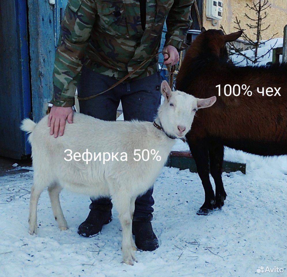 Коза покрыта чехом