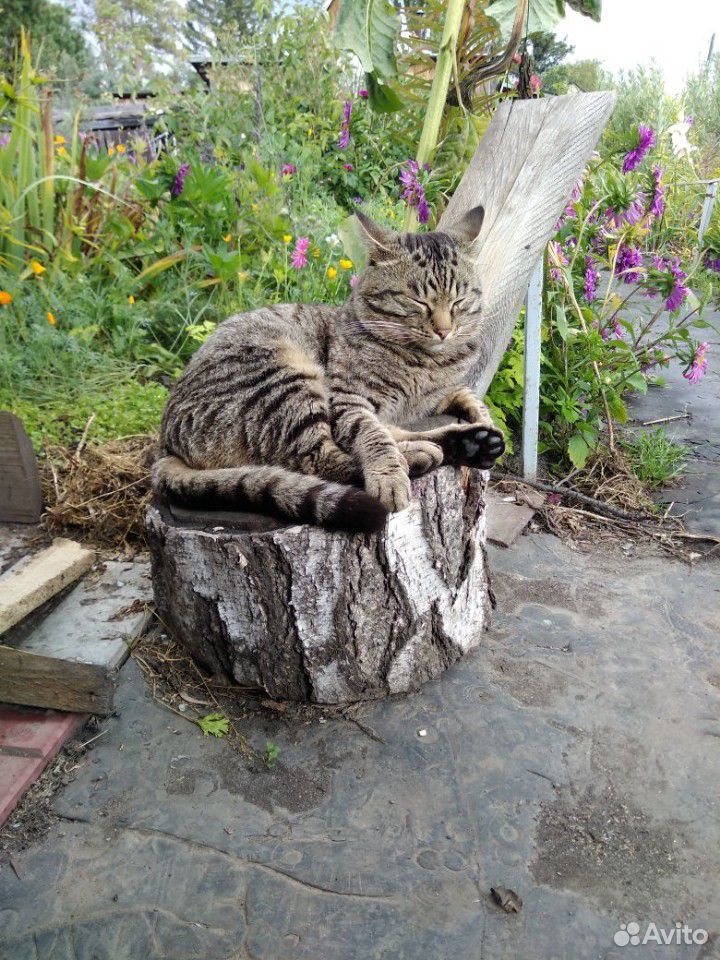 Отдам котика сибирского