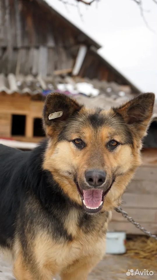 Герда ищет дом