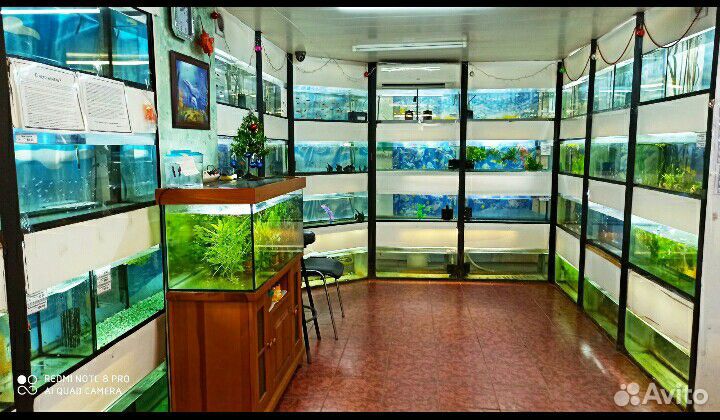 Аквариумные рыбки оптом и в розницу доставка