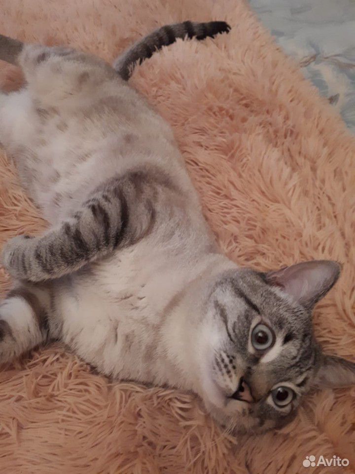 Вязка шикарный тайский кот