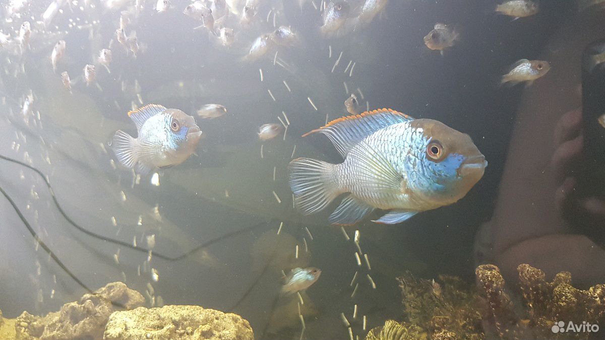 Наннакара неон блю, мальки цихлид