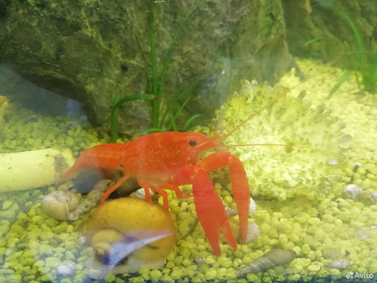 Рак флоридский