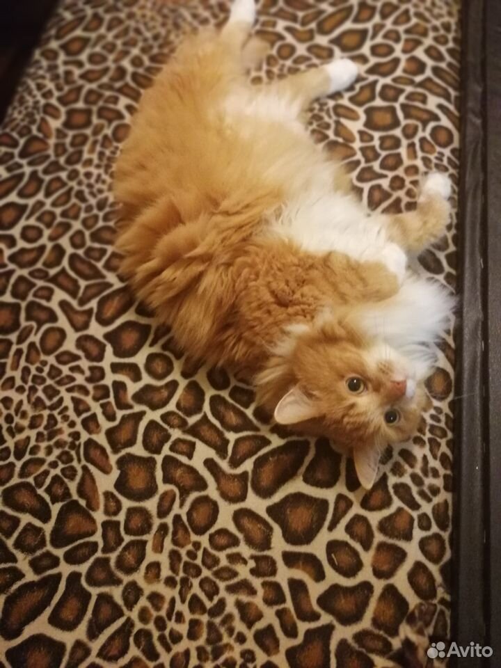 Кошка