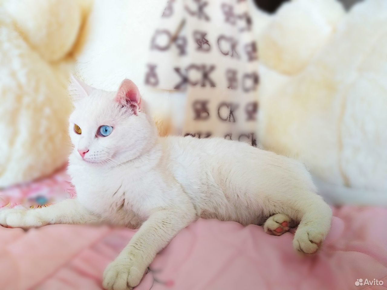 Необычная кошка као-мани