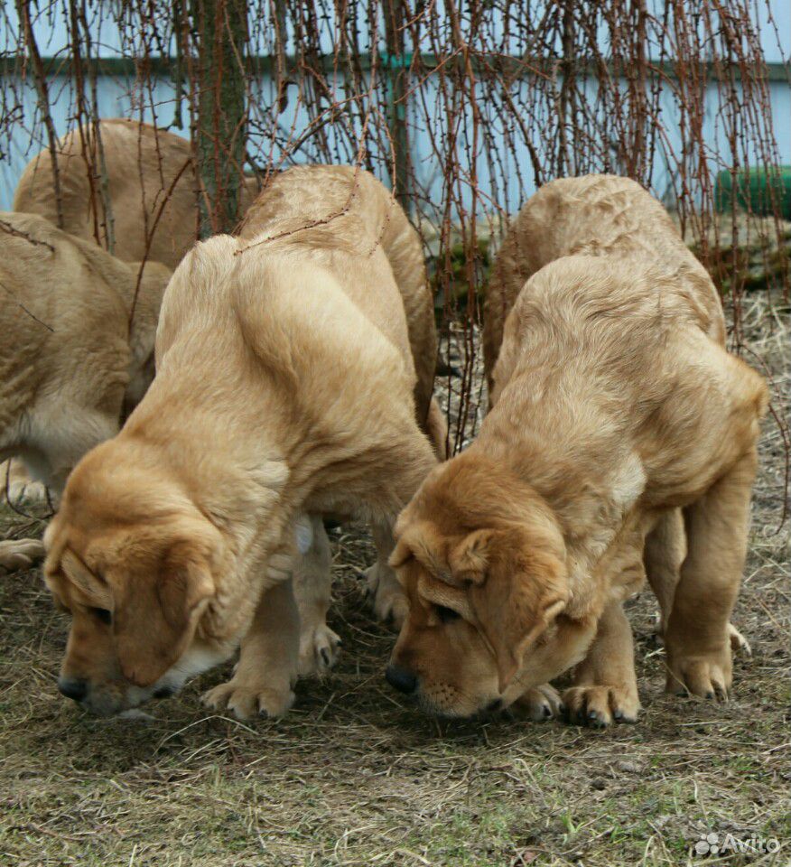 Испанский Мастиф