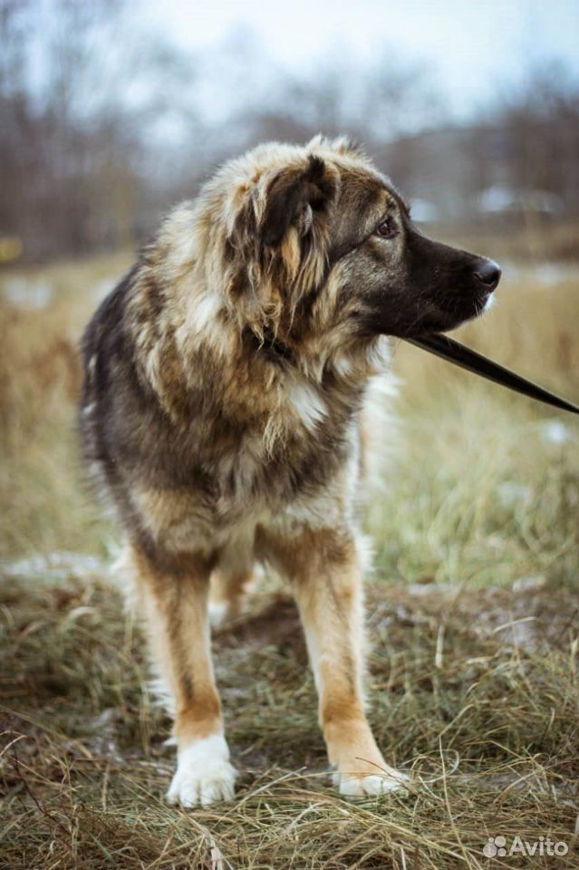 Собака Шерри хочет скорее найти свой дом