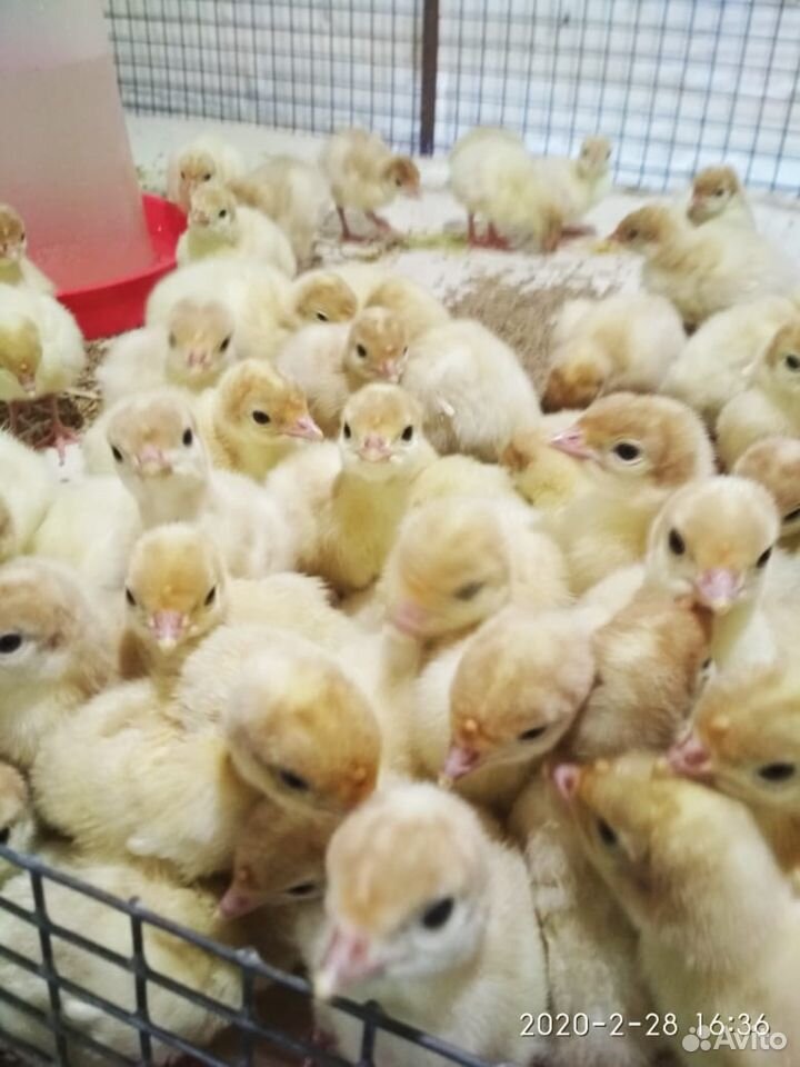 Индюшата суточные