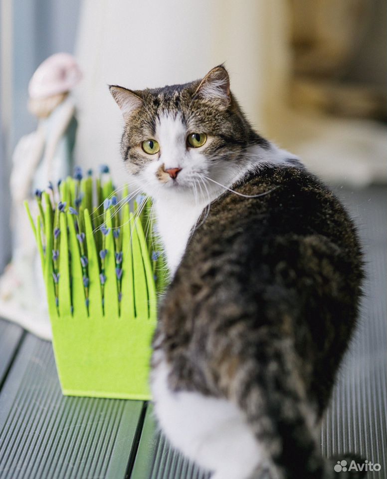 Кошка бесплатно