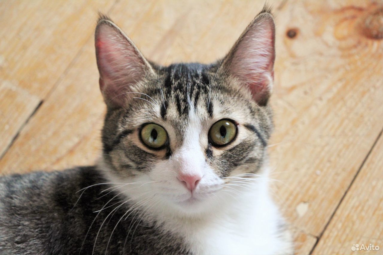 Кот Сёма 11 месяцев