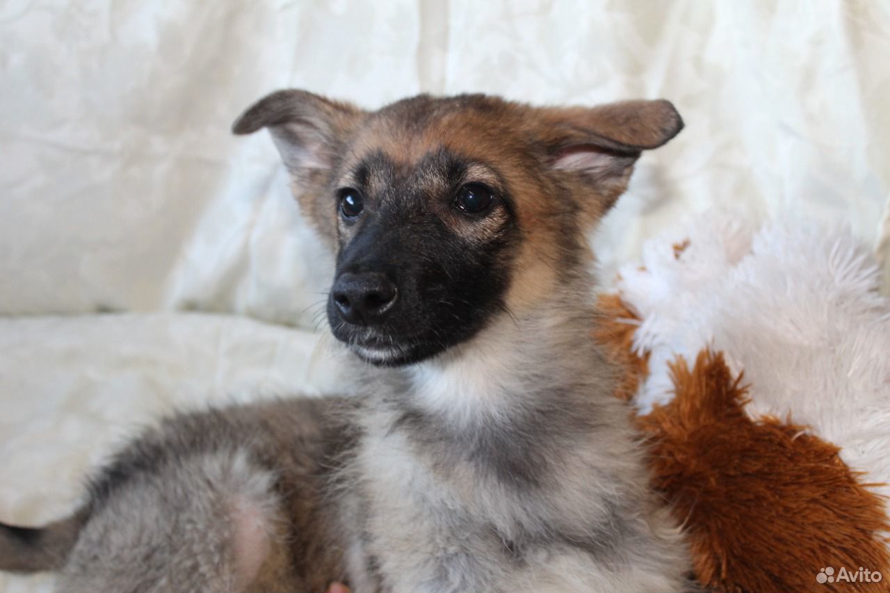 Щенок Малинка ищет дом (девочка 2,5 мес.)