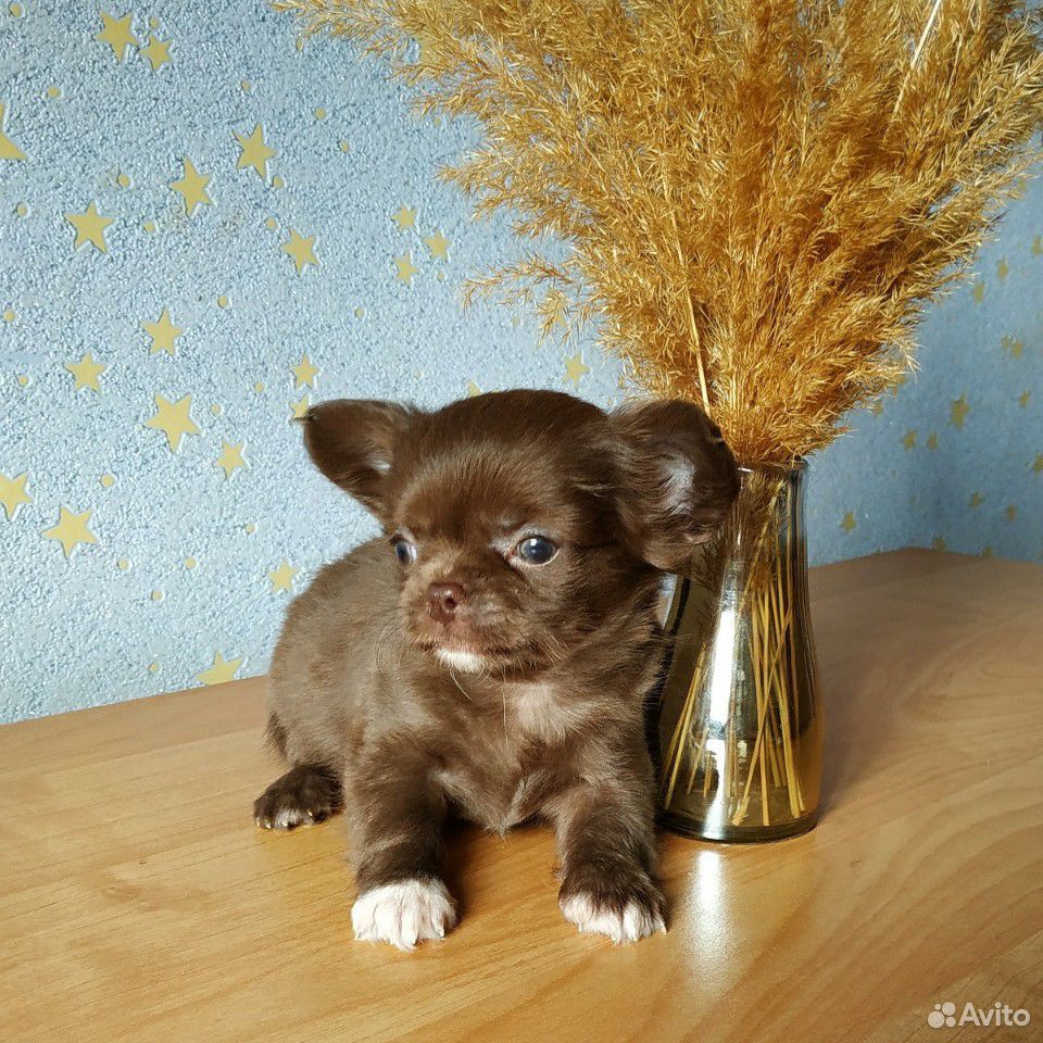 Шоколадная зайка