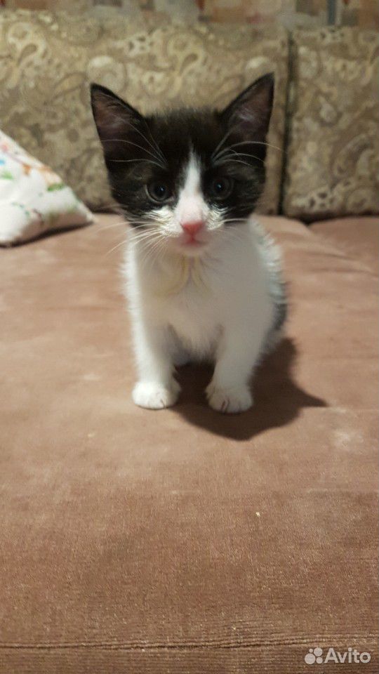 Отдам котёночка-мальчика1,5 от домашних кота и кош