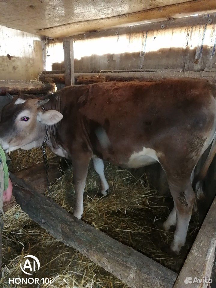 Продается телка 1.3
