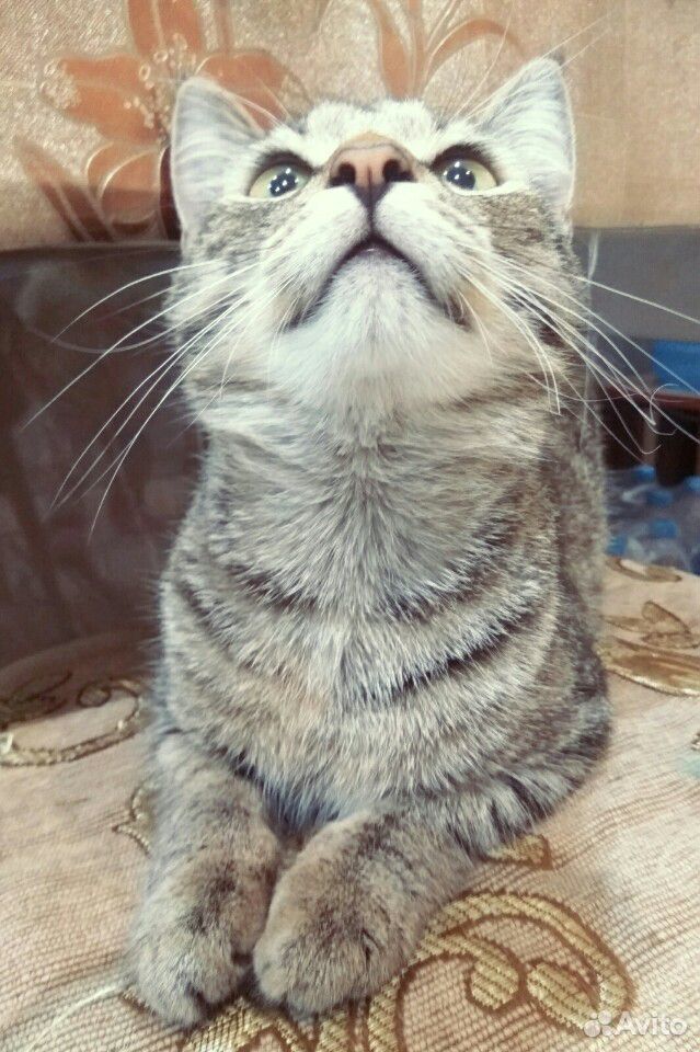 Кошка Машка стерилизована