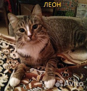 Кот красавец Леон ждет свою семью