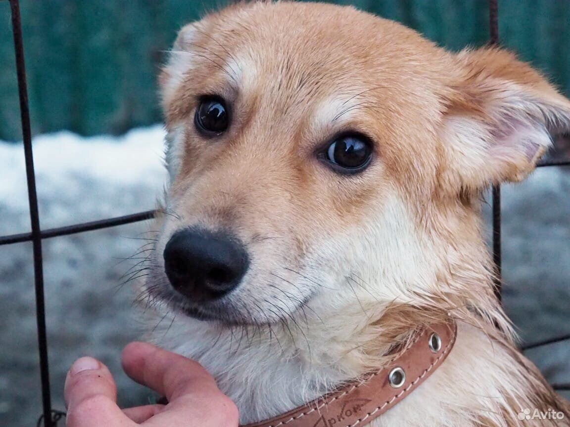 Щенок в дар. Ушастый Лорик