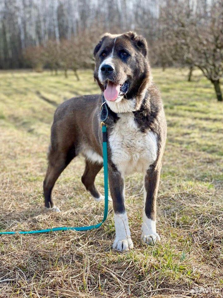 Среднеазиатская овчарка Челси, 2 года