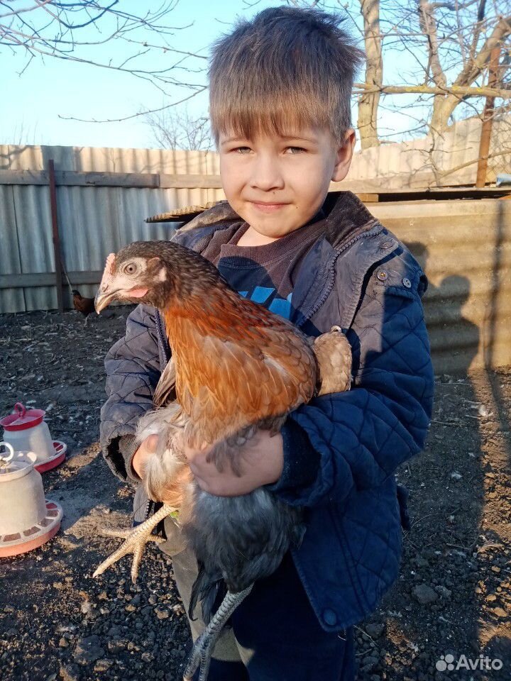 Куры несушек