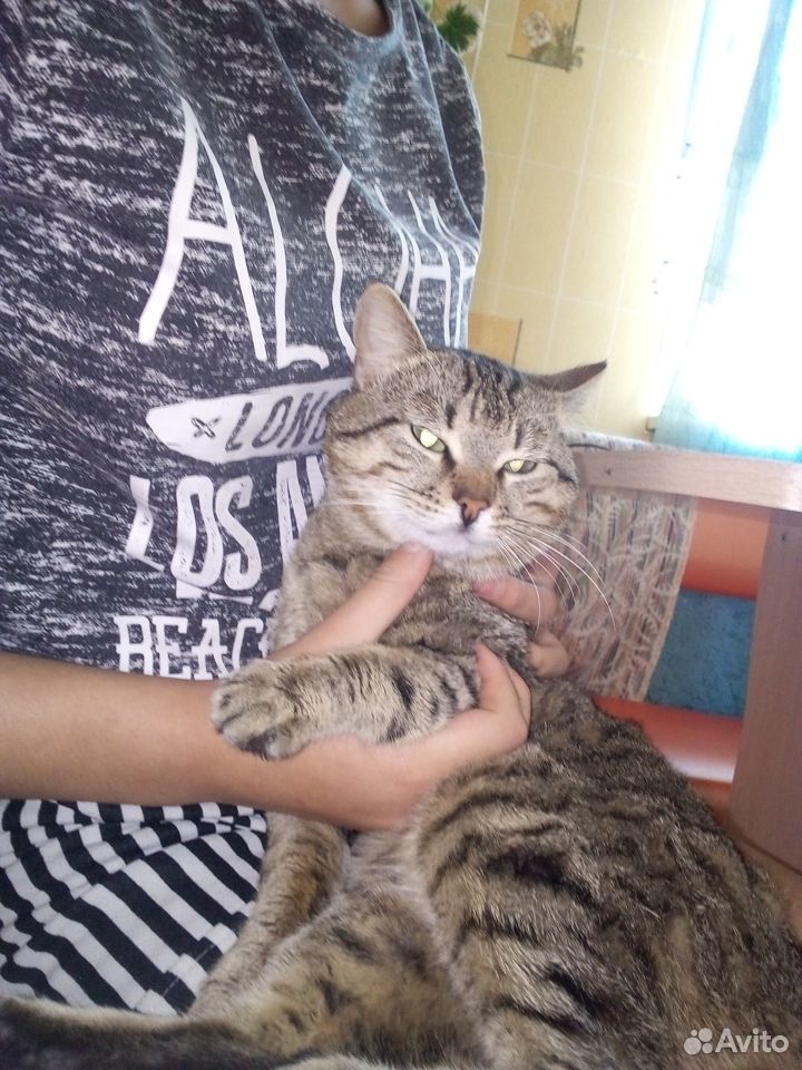 Котики