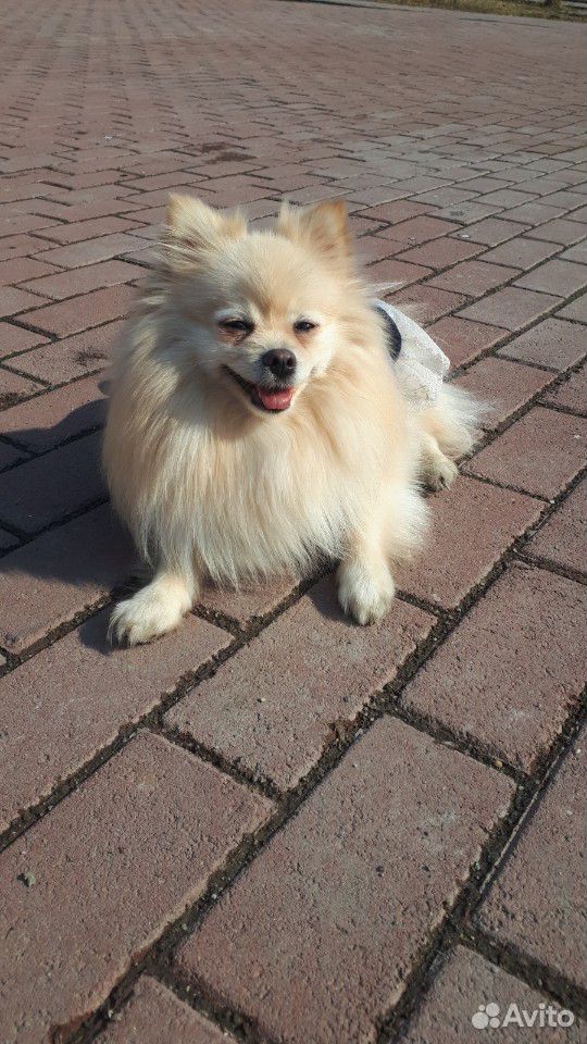 Шпиц девочка для случки