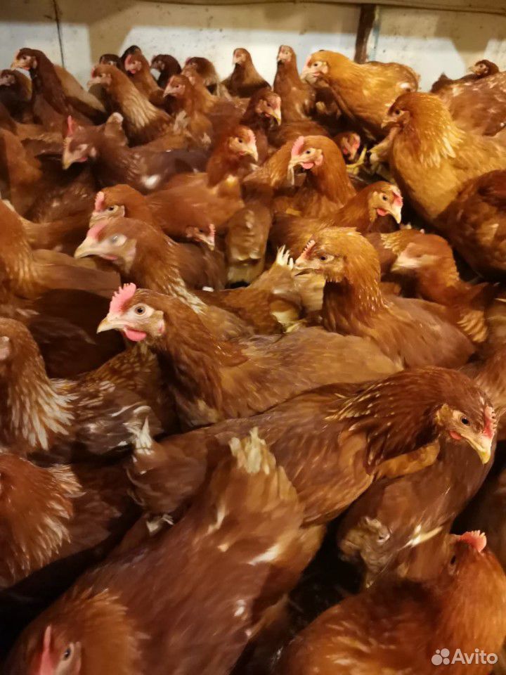 Куры молодки