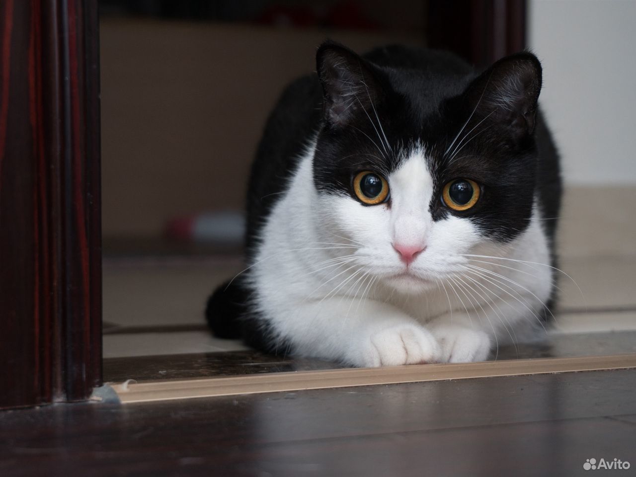 Кошка с котятами в опасности