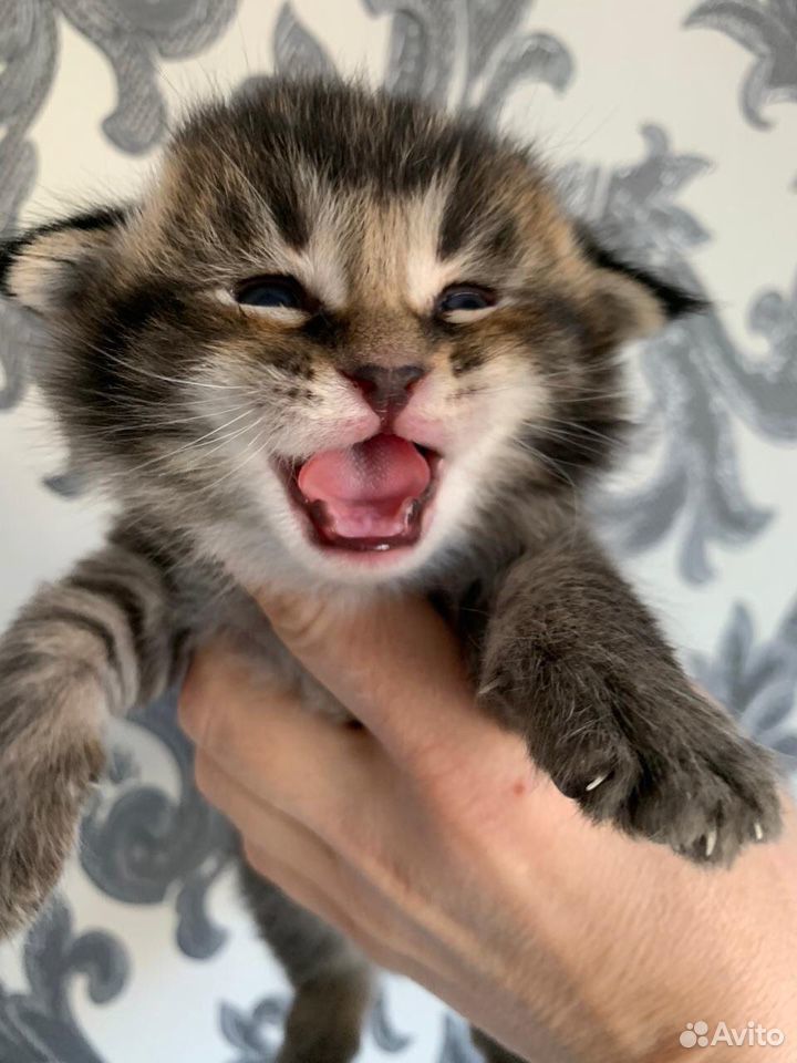 Кошка