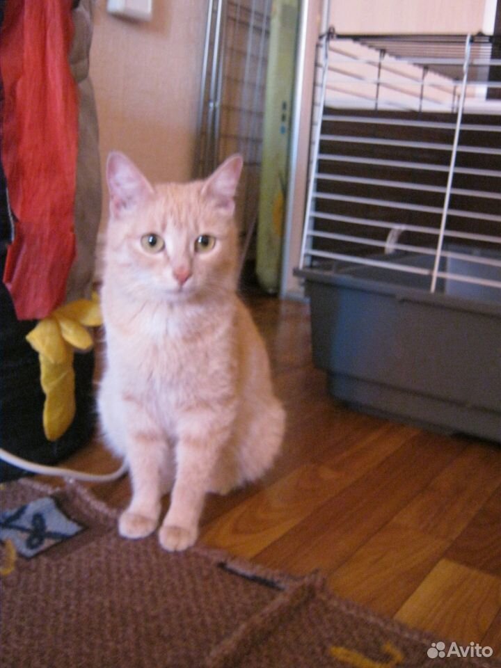 Кошка