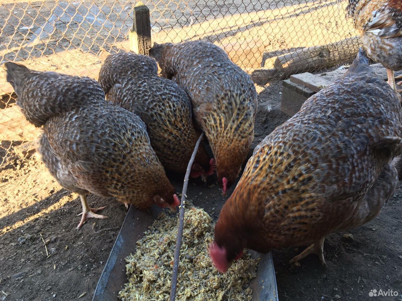 Семью Билефельдеров, 4 курицы и петух(не родственн
