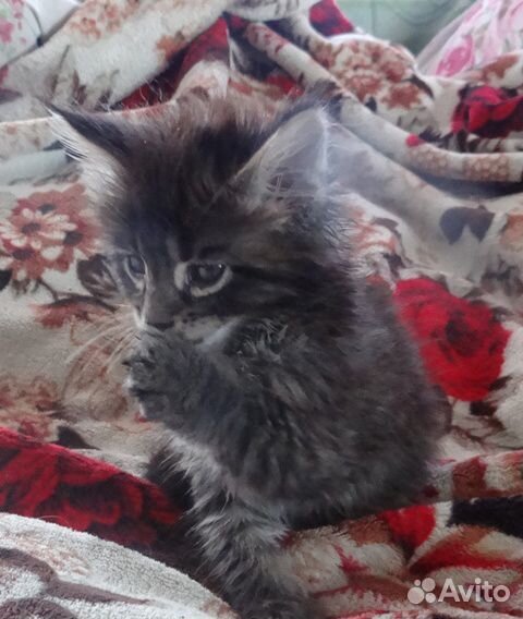 Кунята мальчик и девочка