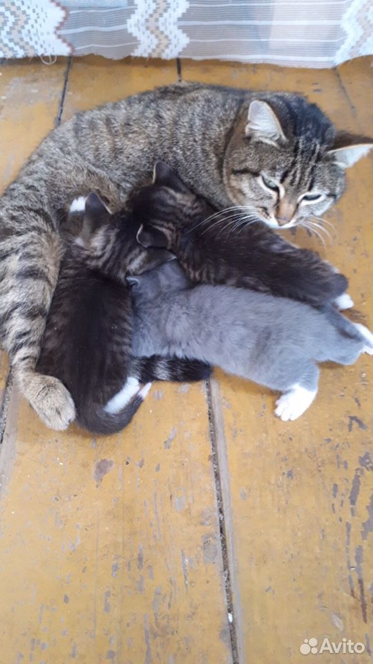 Кошка раздаёт котят бесплатно в добрые семьи