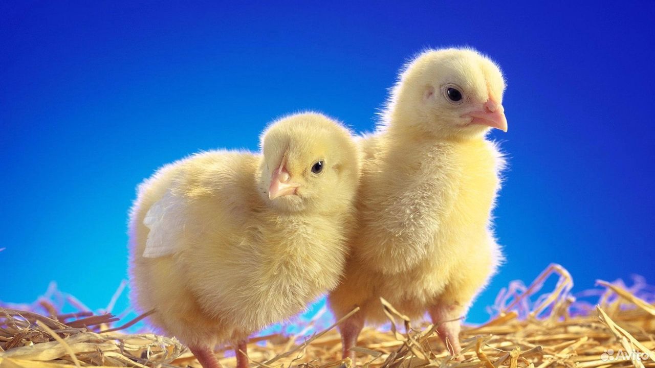 Цыплята бройлерные