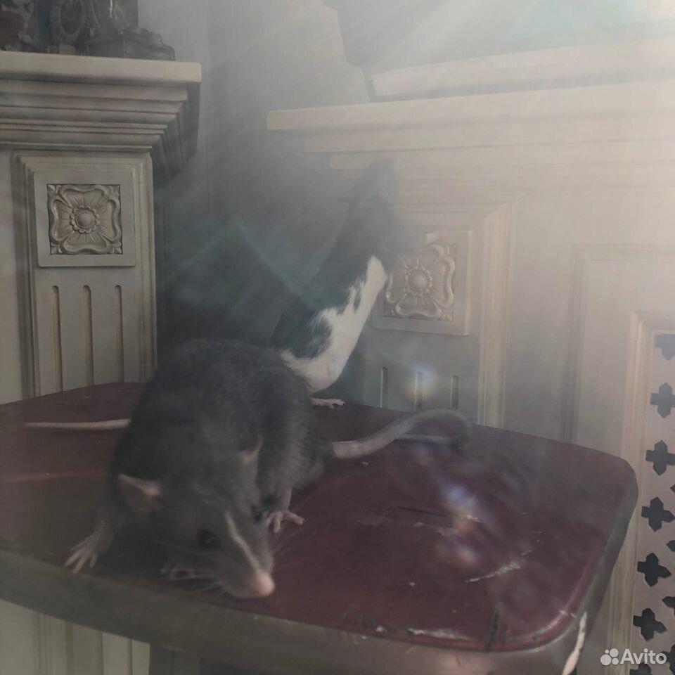 Крыса Дамбо