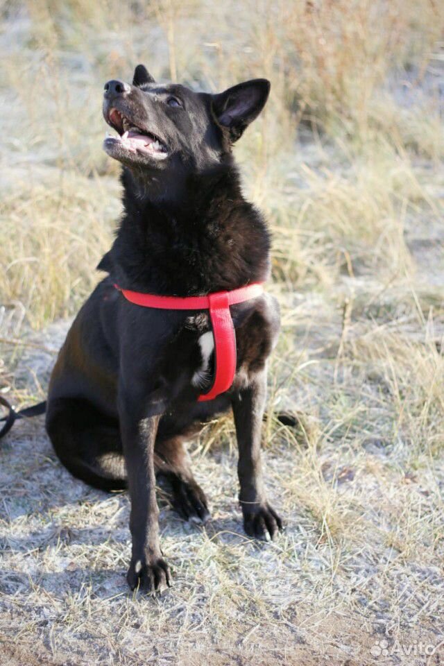 Ночка ищет лучшую семью