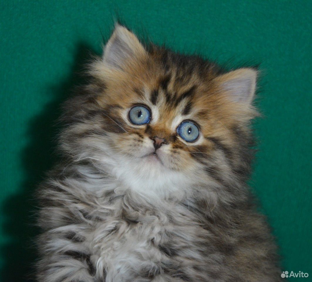 Кошка Нафаня