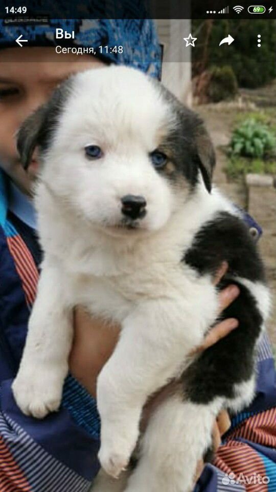 Щеночки лапочки