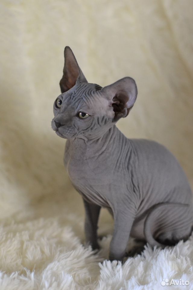 Девчушка канадик 3 мес