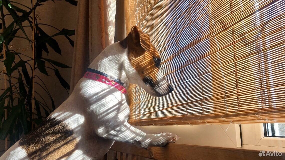 Прекрасная леди в поисках жениха