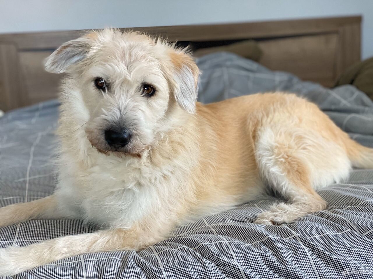 Ищет дом не крупный пес Багги