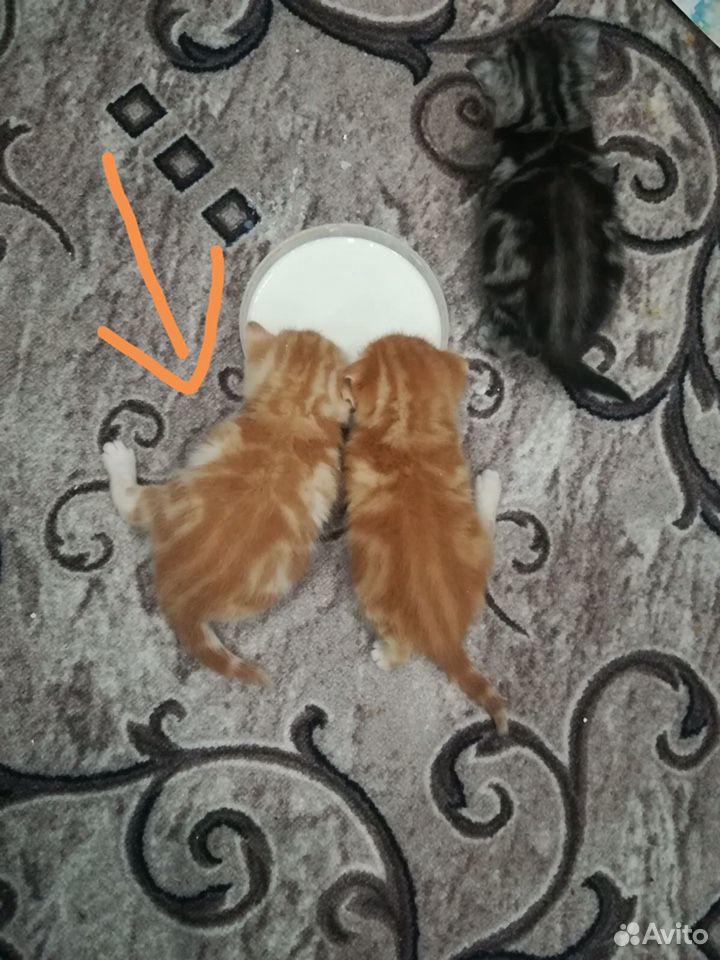 Котёнок