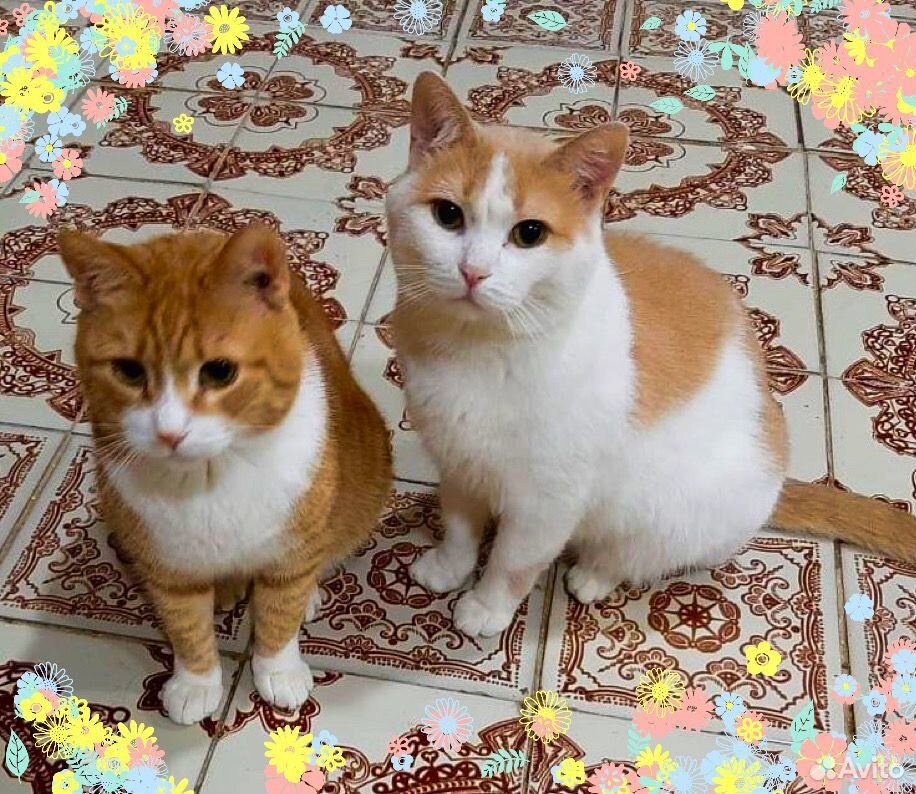 Рыжики котики братики 1-2 годика