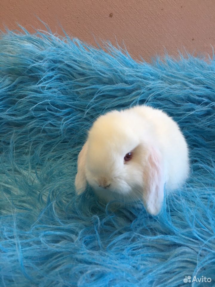 Карликовый вислоухий крольчонок белый