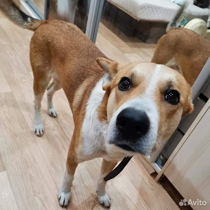 Джон в добрые руки