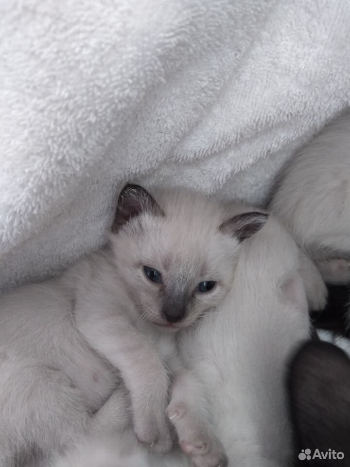 Тайские(старосиамские) котята