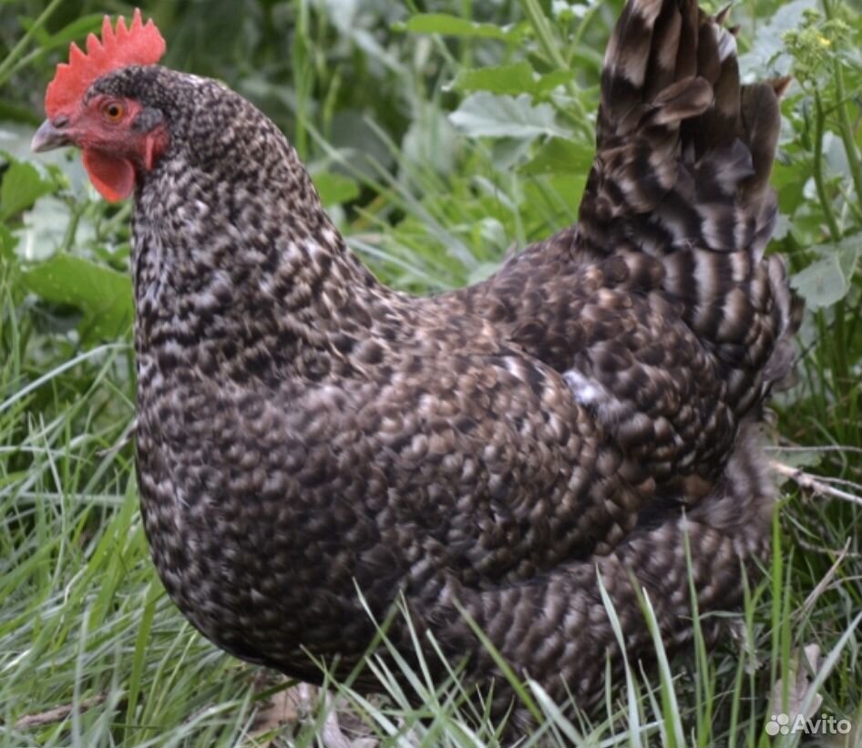 Курица-наседка